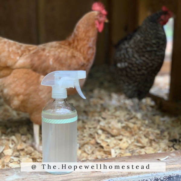 Quick Chicken Coop Maintenance – The Hopewell Homestead